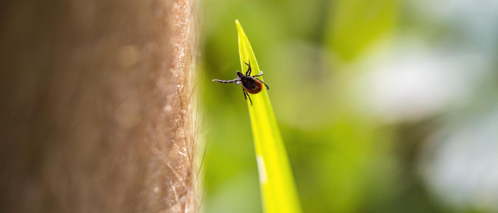 Babesiosis: The Other Tick Disease You Should Know | ColumbiaDoctors ...