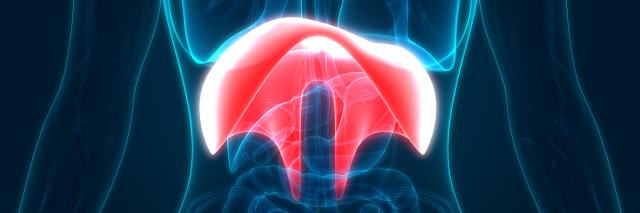 Diaphragm Disorders Treatment - NYC | ColumbiaDoctors